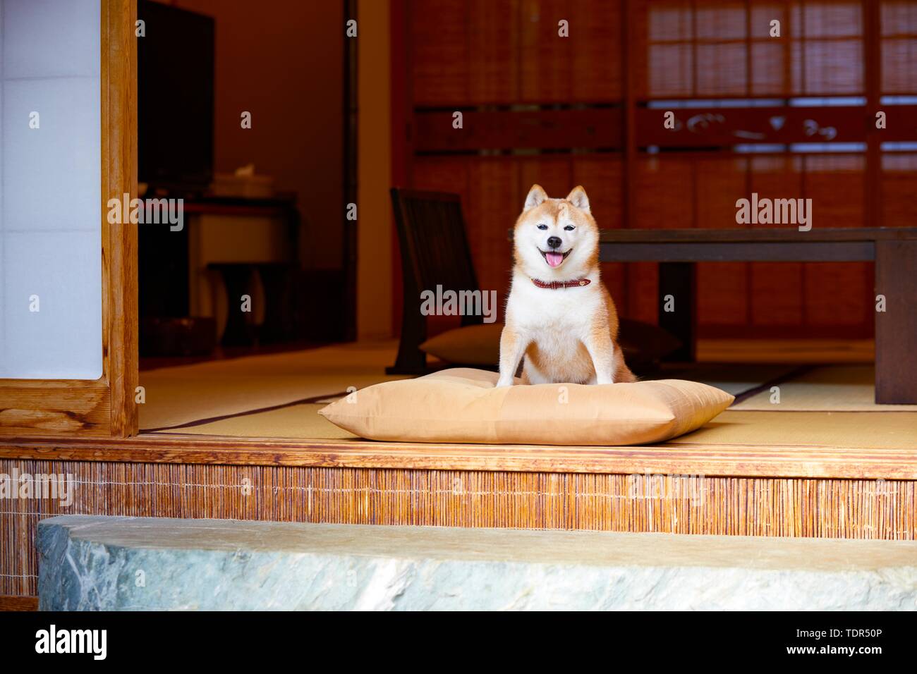 Japanese Shiba Inu dog Stock Photo - Alamy