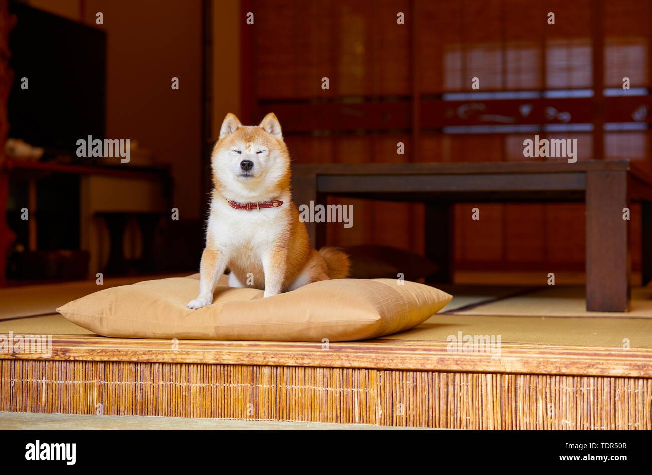 Japanese Shiba Inu dog Stock Photo - Alamy