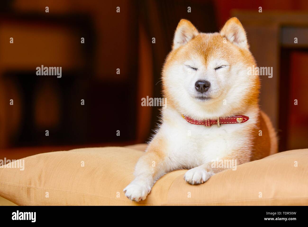 Japanese Shiba Inu dog Stock Photo - Alamy