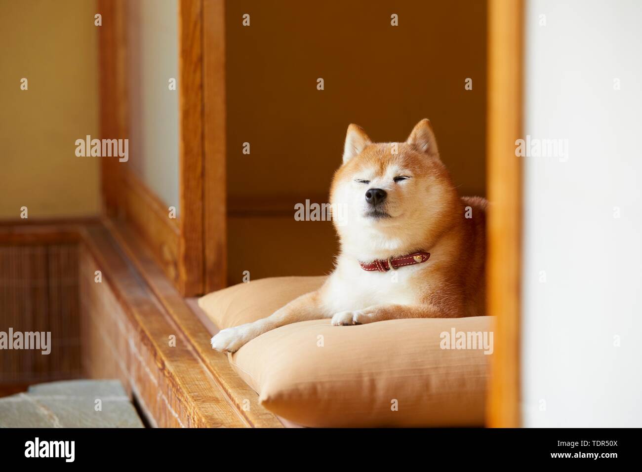 Japanese Shiba Inu dog Stock Photo - Alamy