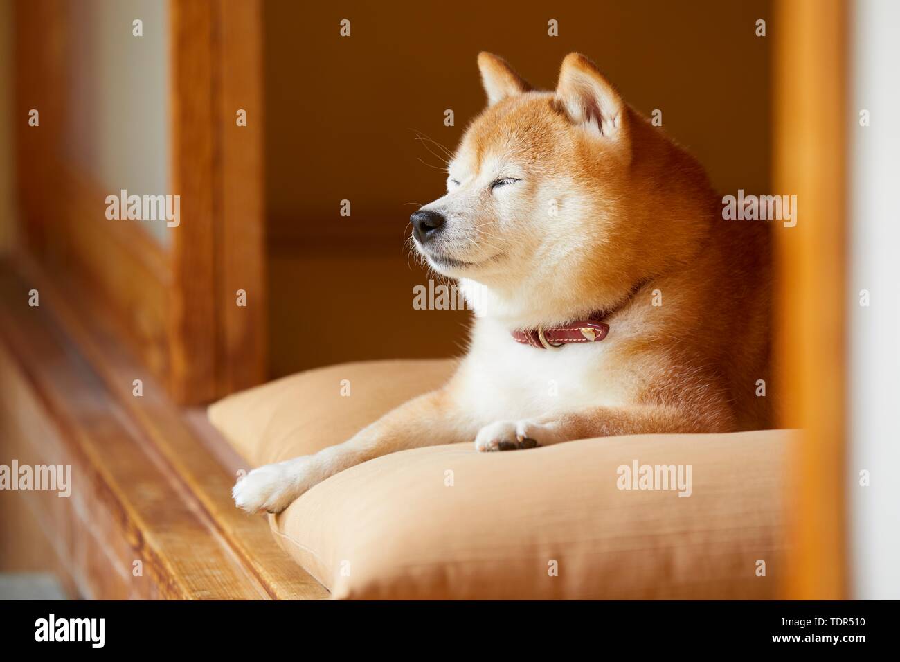 Japanese Shiba Inu dog Stock Photo - Alamy
