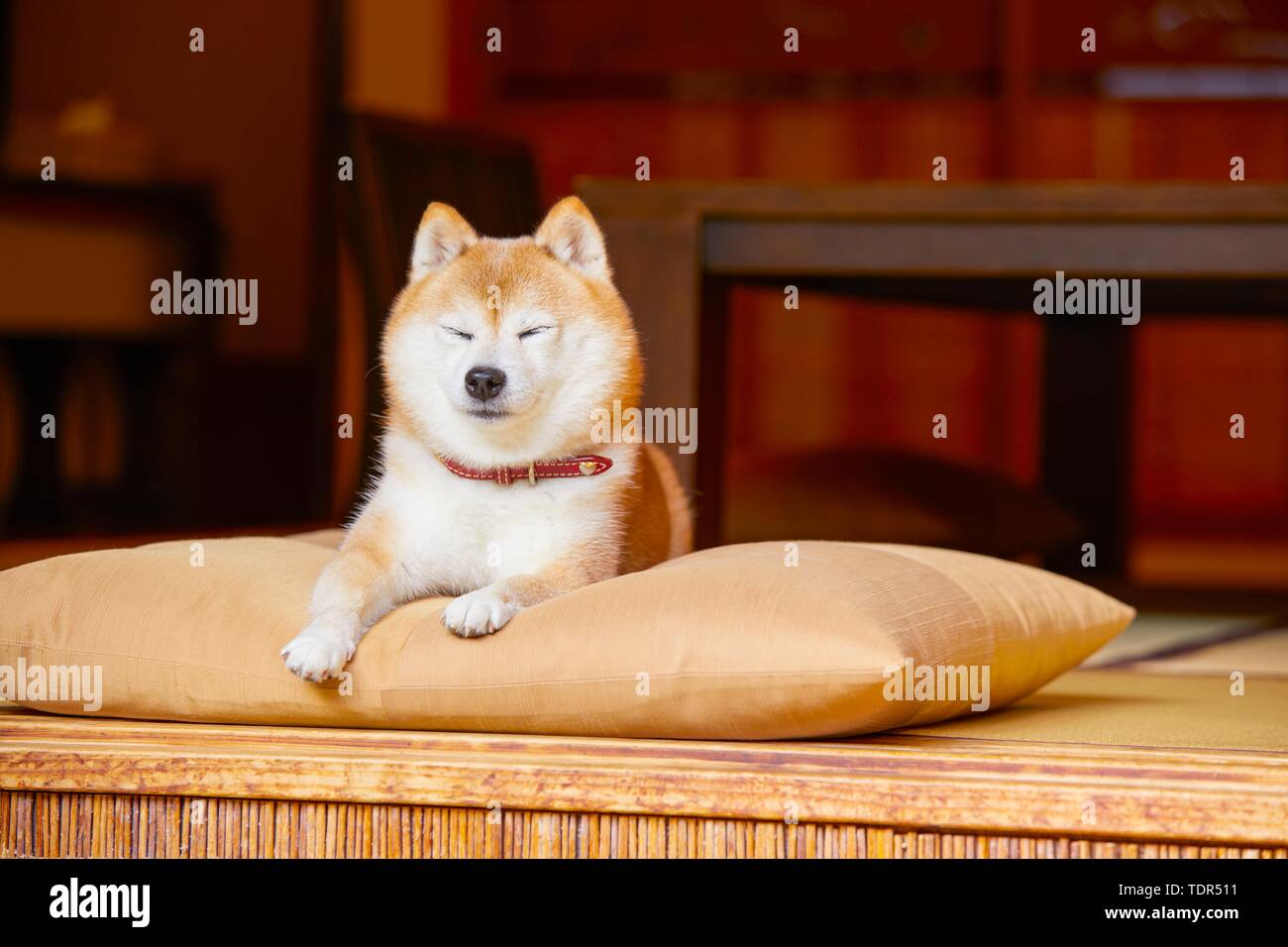 Japanese Shiba Inu dog Stock Photo - Alamy