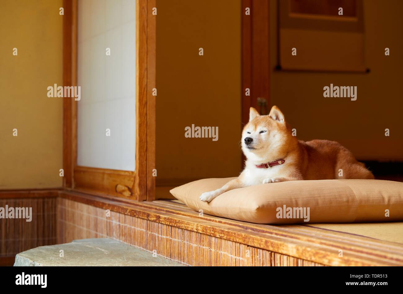 Japanese Shiba Inu dog Stock Photo - Alamy