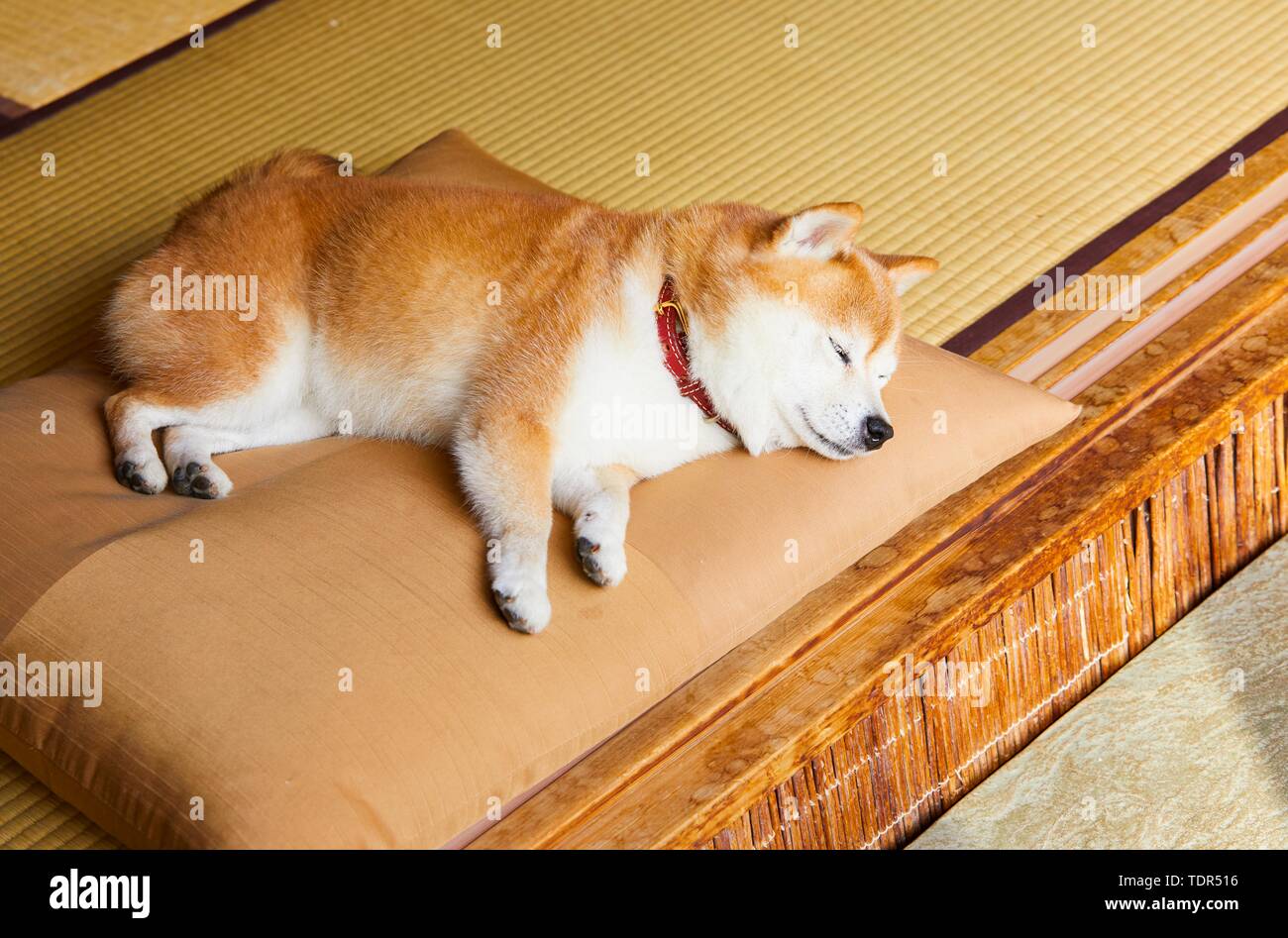 Japanese Shiba Inu dog Stock Photo - Alamy