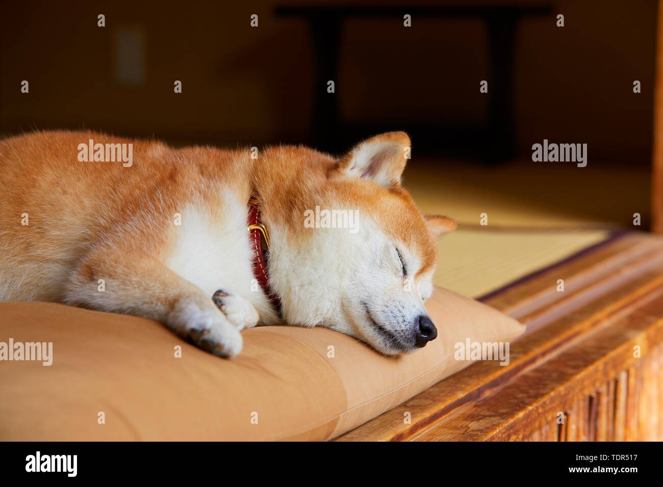Japanese Shiba Inu dog Stock Photo - Alamy