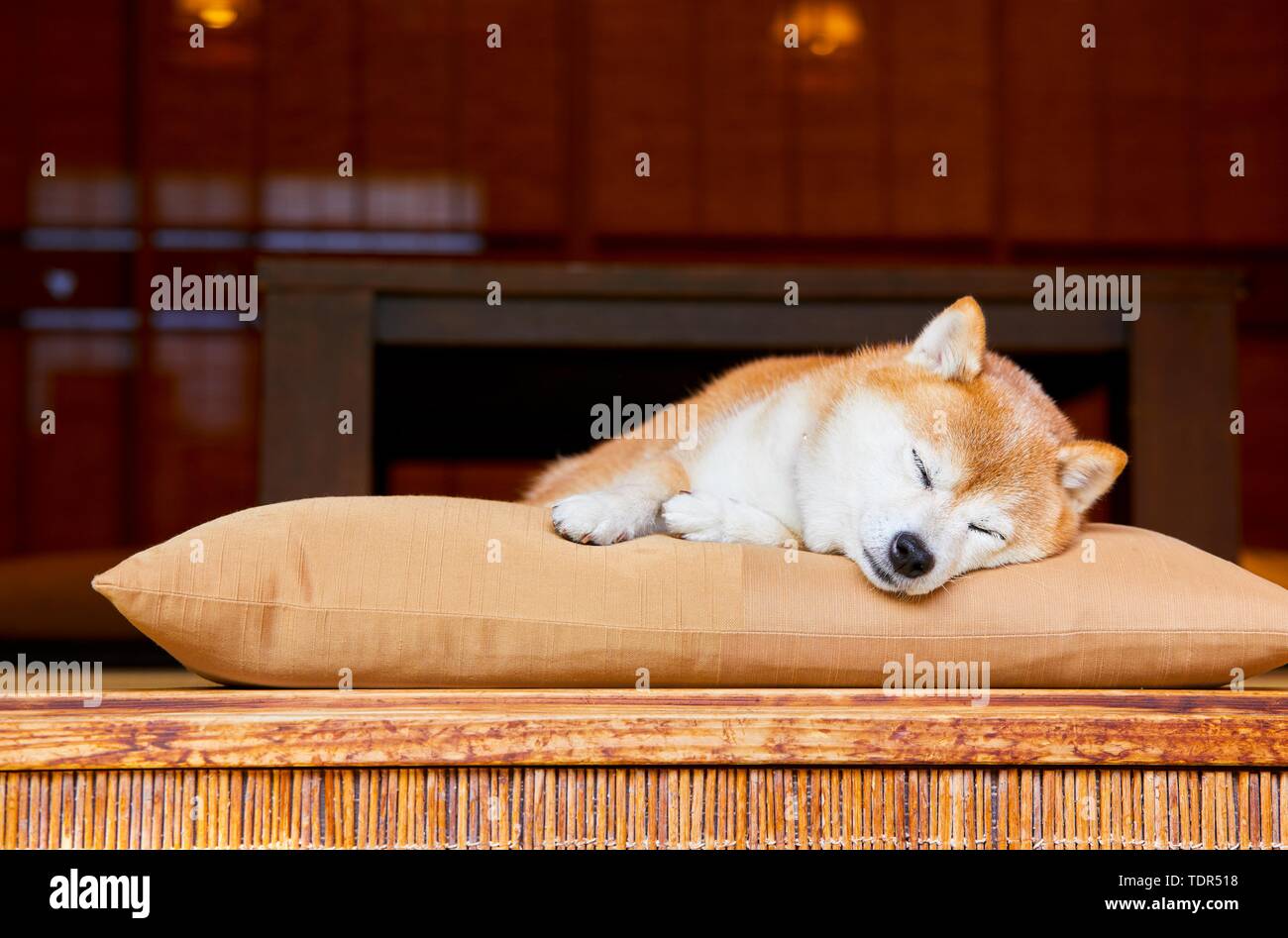 Japanese Shiba Inu dog Stock Photo - Alamy