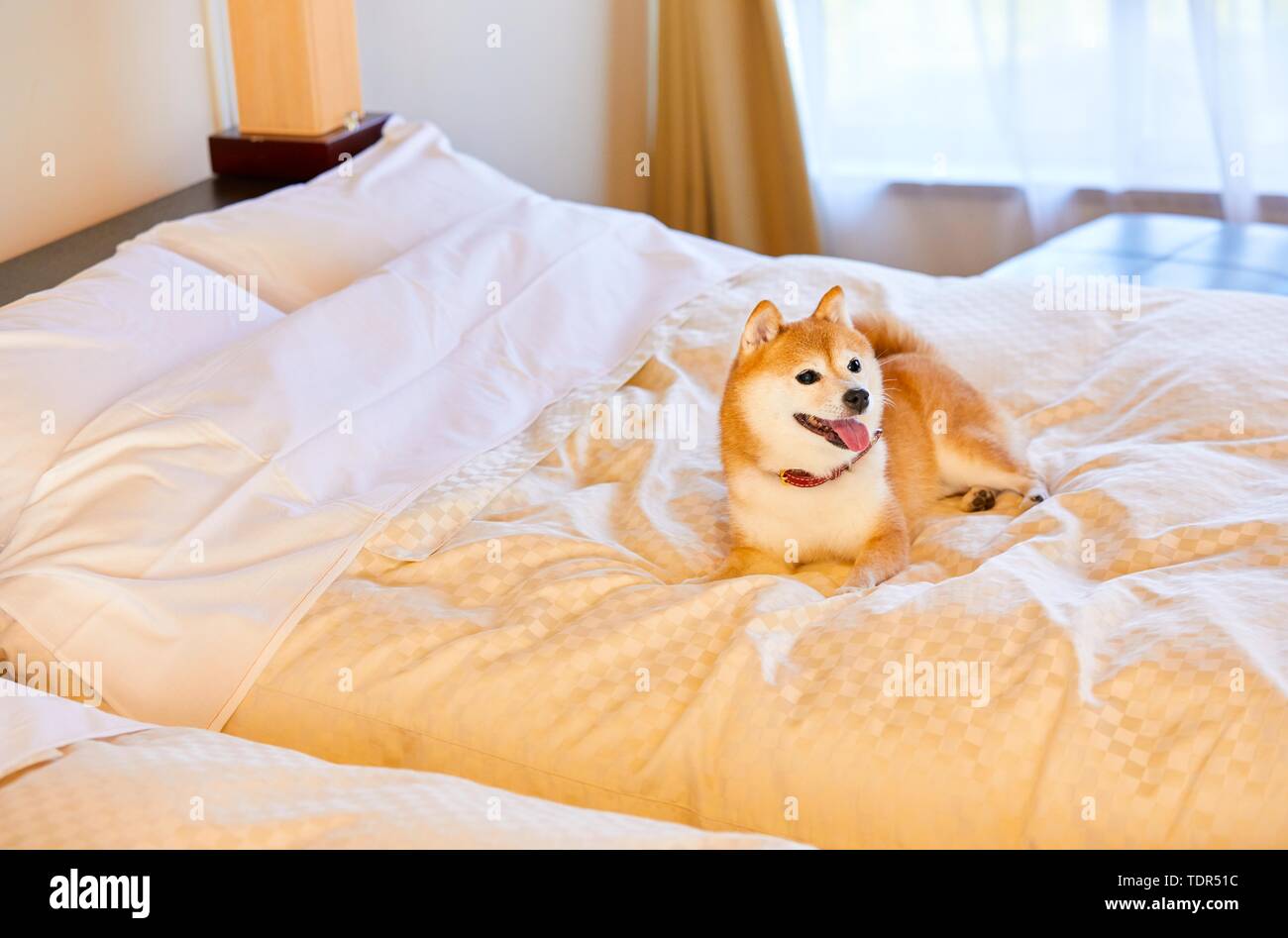 Japanese Shiba Inu dog Stock Photo - Alamy