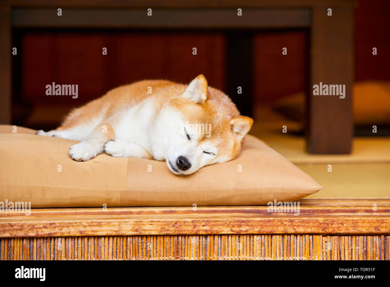 Japanese Shiba Inu dog Stock Photo - Alamy