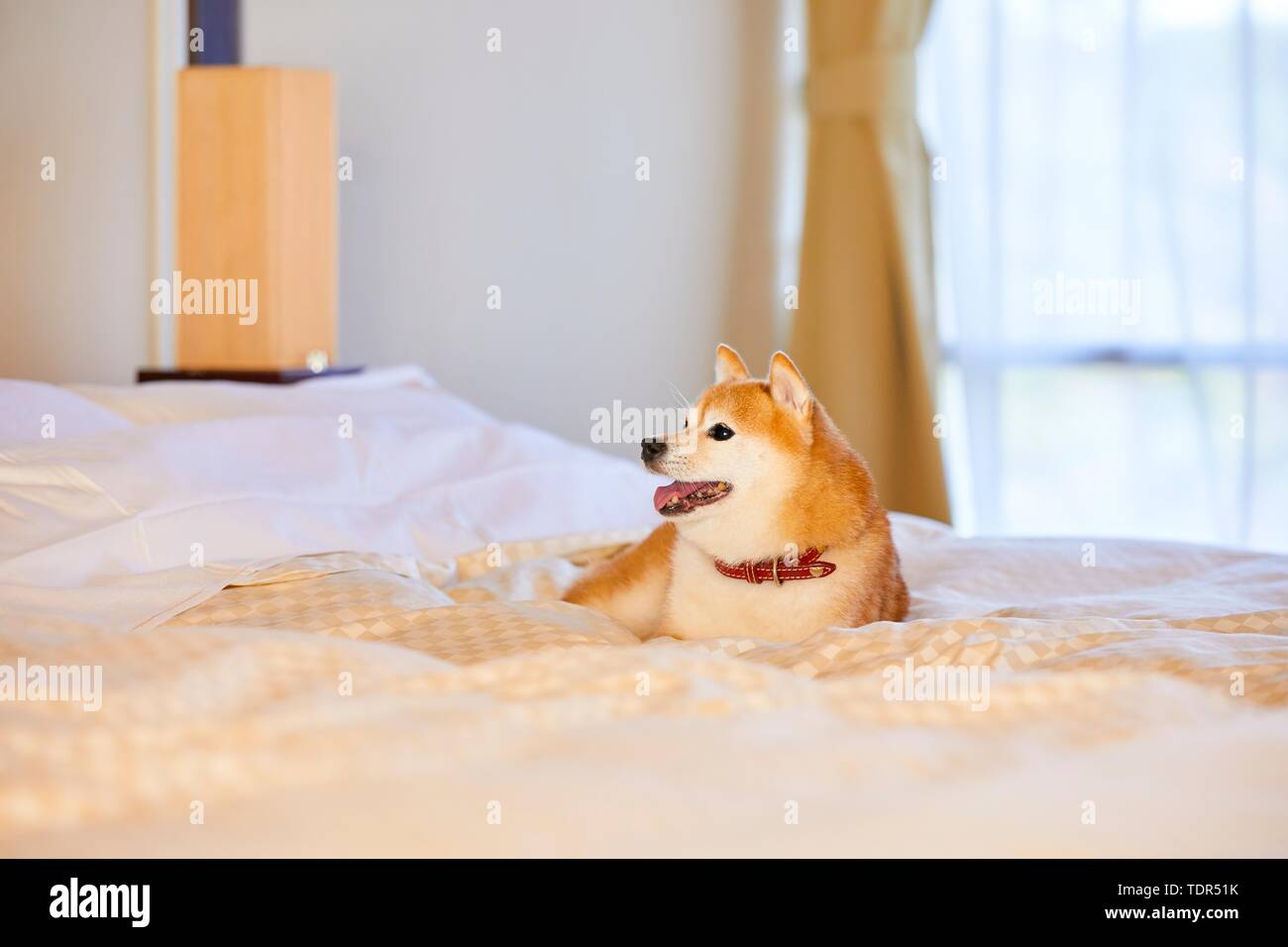 Traditional japanese bedroom hi-res stock photography and images - Alamy