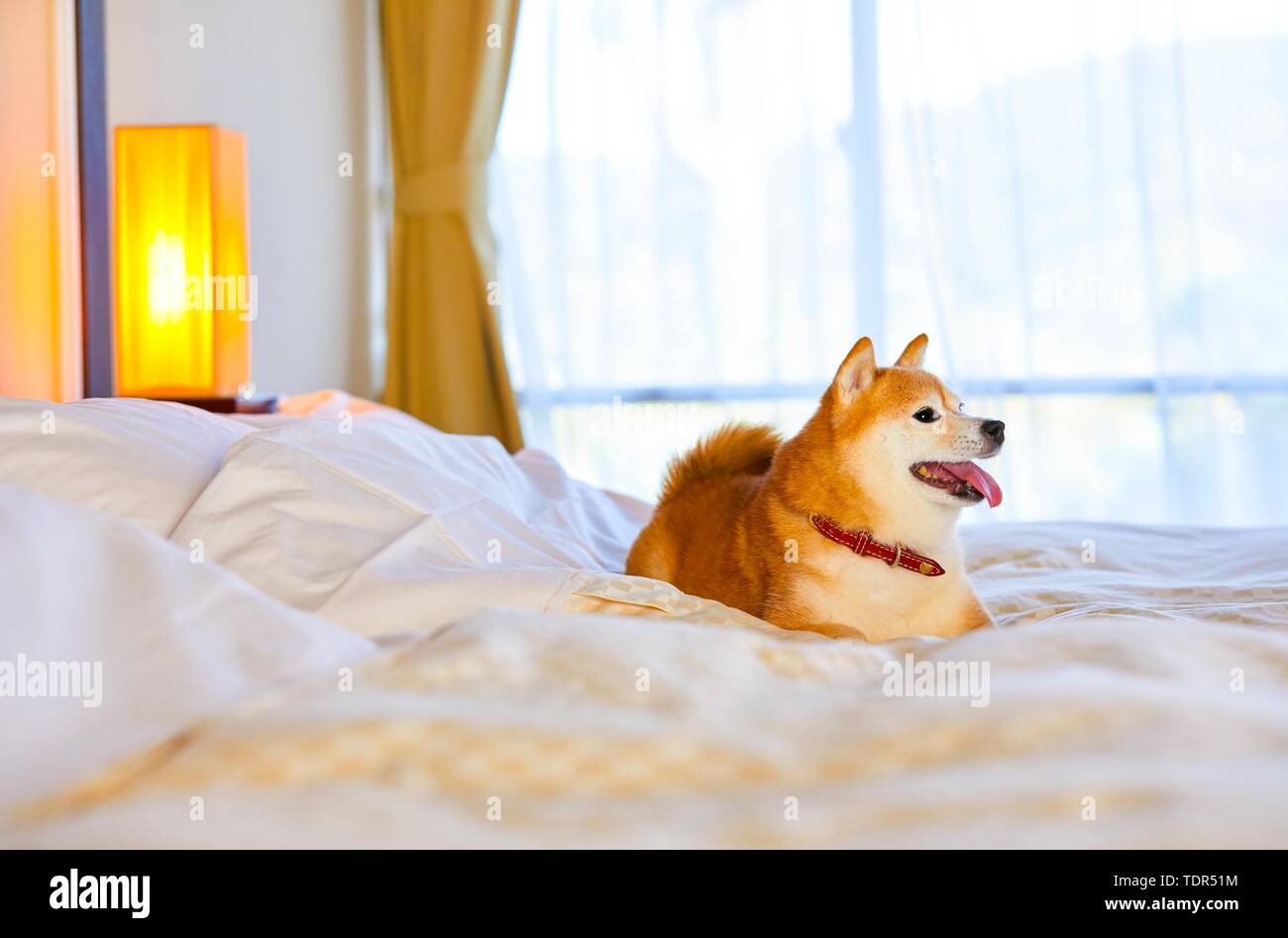 Japanese Shiba Inu dog Stock Photo - Alamy