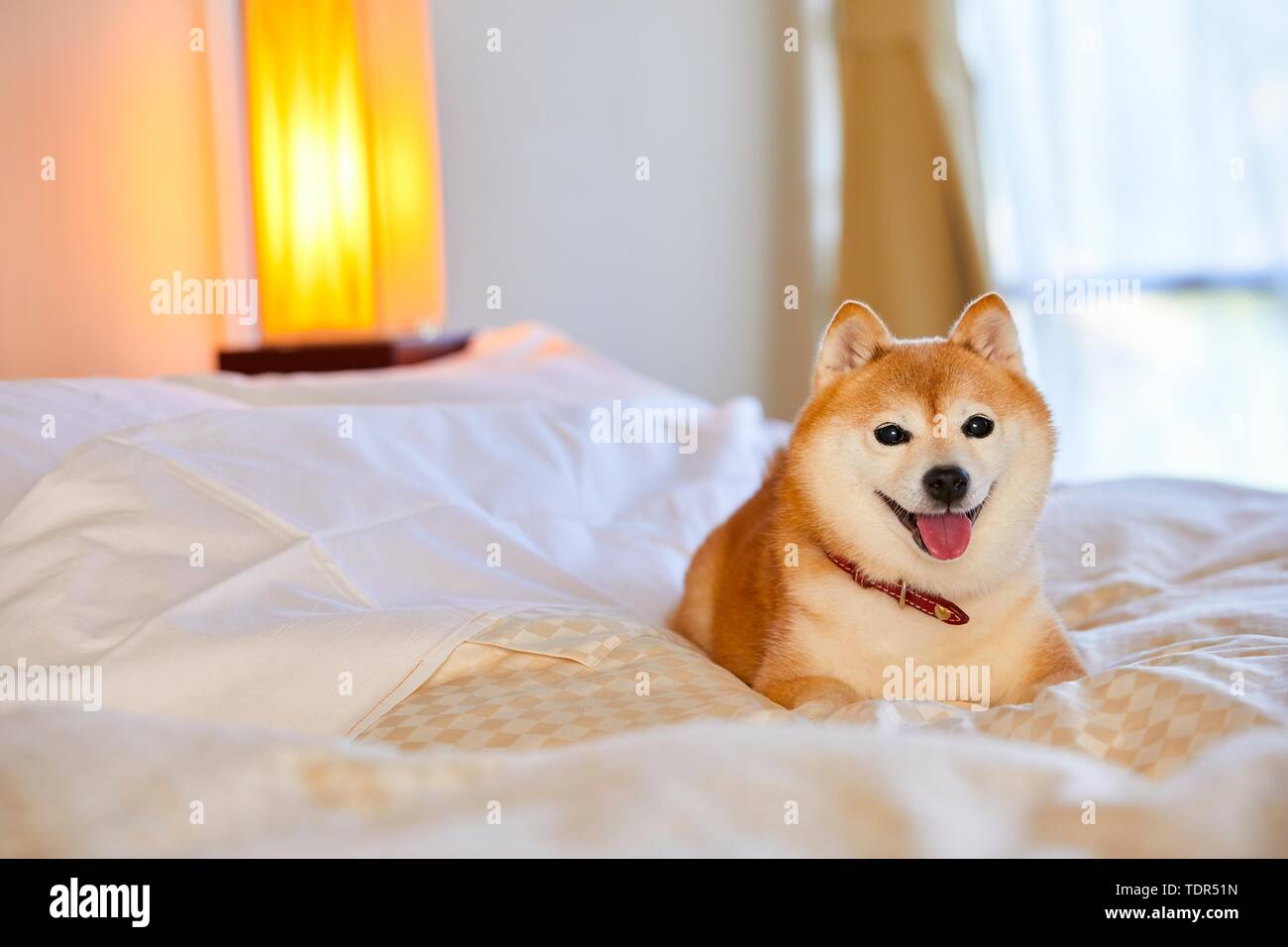 Japanese Shiba Inu dog Stock Photo - Alamy