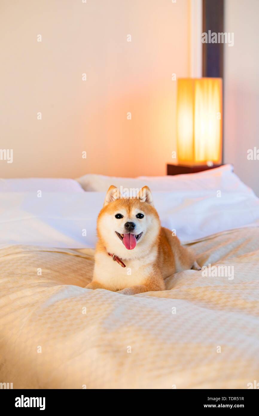 Japanese Shiba Inu dog Stock Photo - Alamy