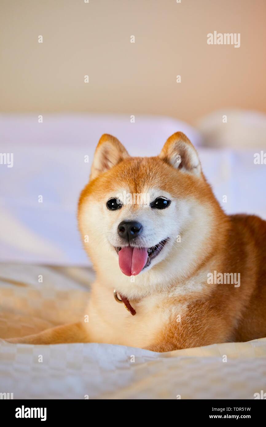 Japanese Shiba Inu dog Stock Photo - Alamy