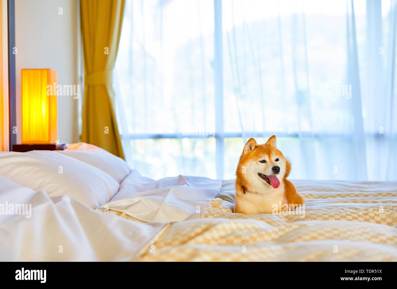 Japanese Shiba Inu dog Stock Photo - Alamy