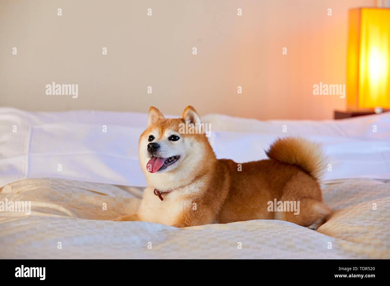 Japanese Shiba Inu dog Stock Photo - Alamy