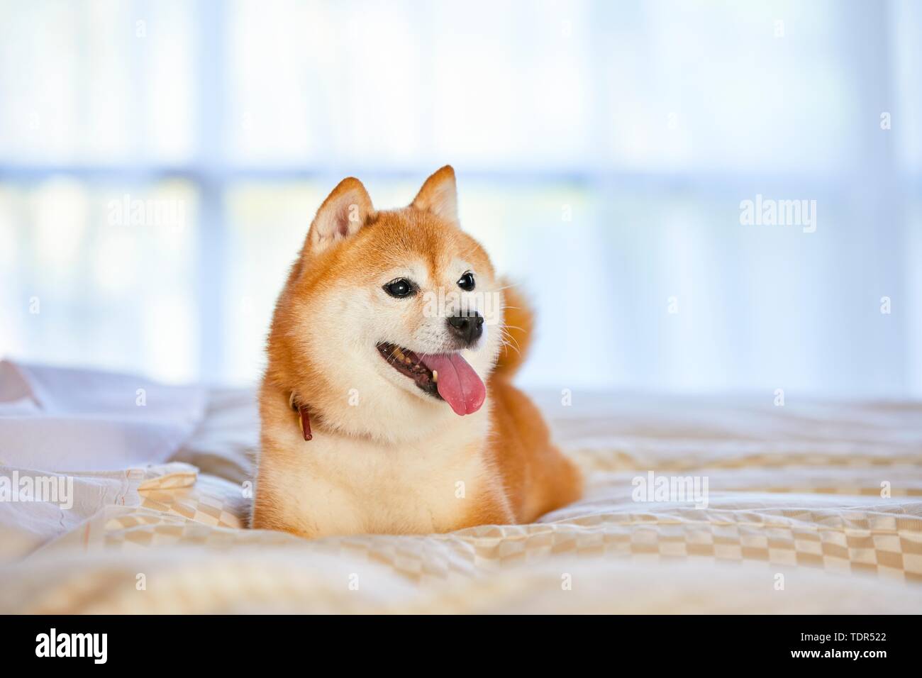 Japanese Shiba Inu dog Stock Photo - Alamy