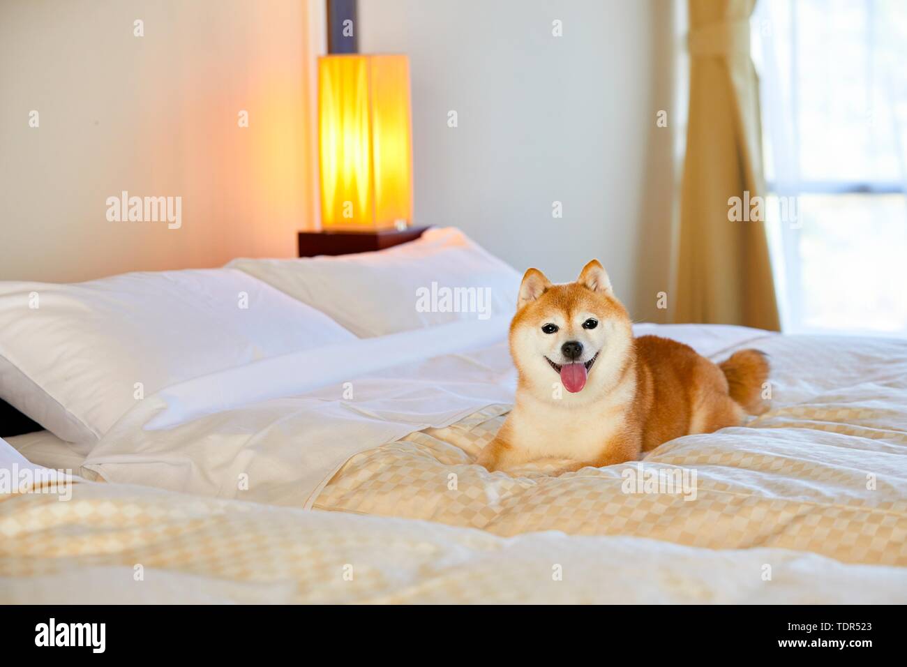 Japanese Shiba Inu dog Stock Photo - Alamy