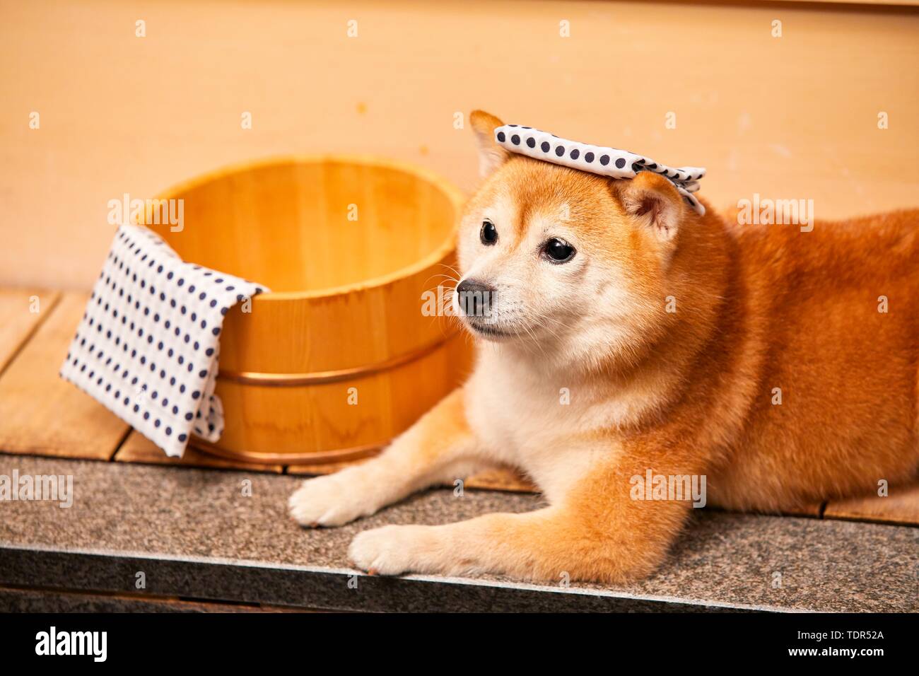 Japanese Shiba Inu dog Stock Photo - Alamy