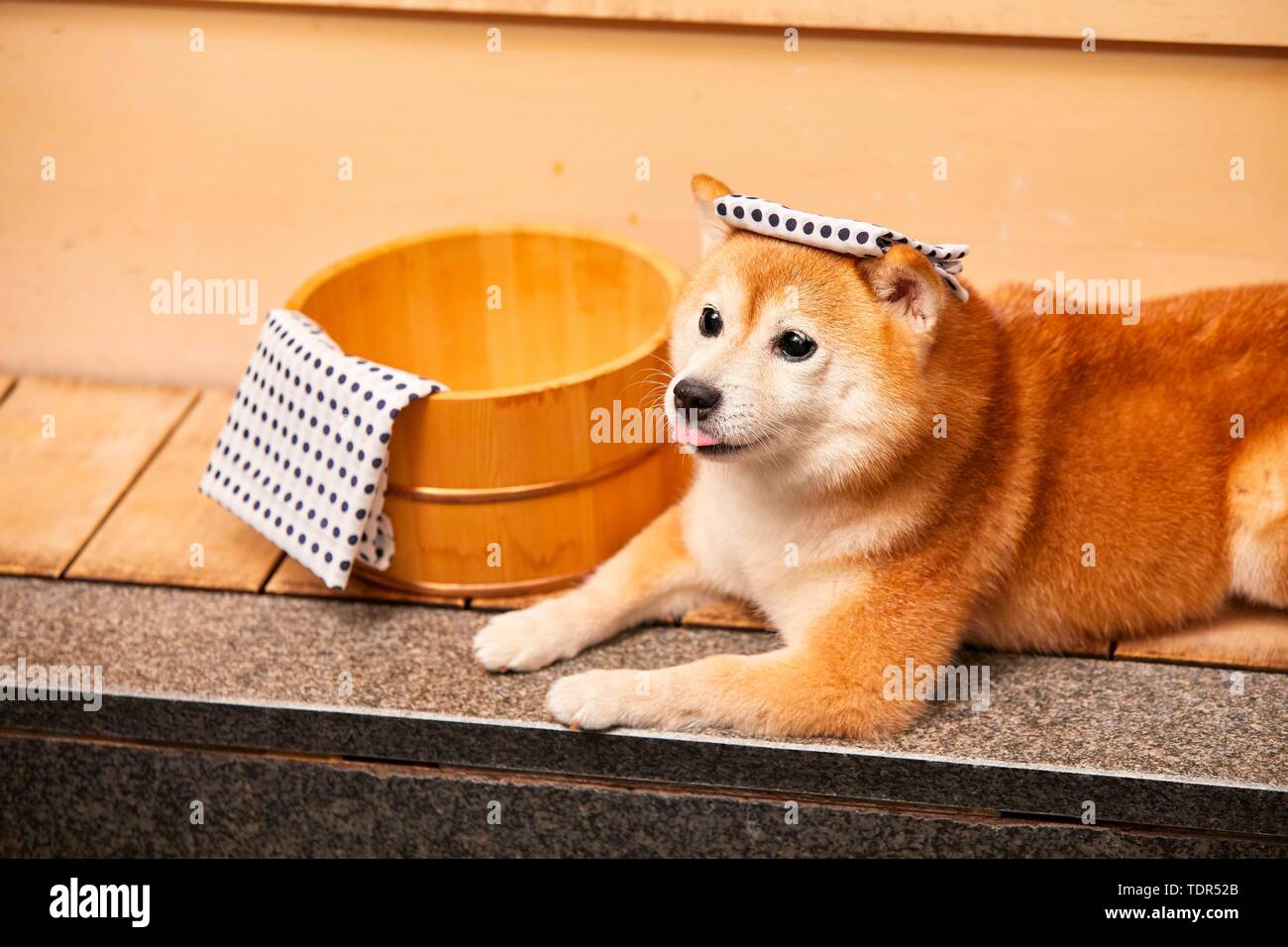 Japanese Shiba Inu dog Stock Photo - Alamy
