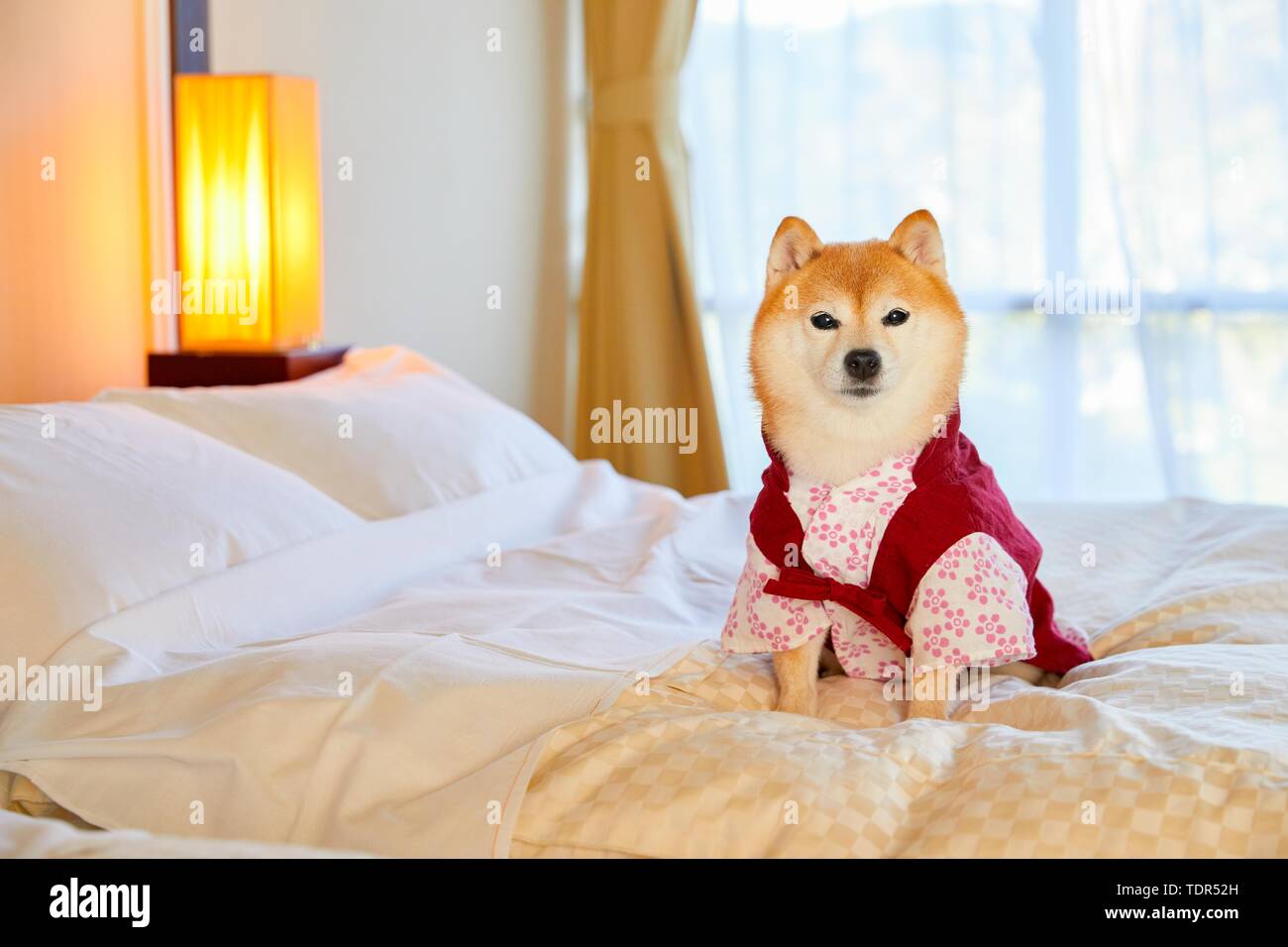 Japanese Shiba Inu dog Stock Photo - Alamy