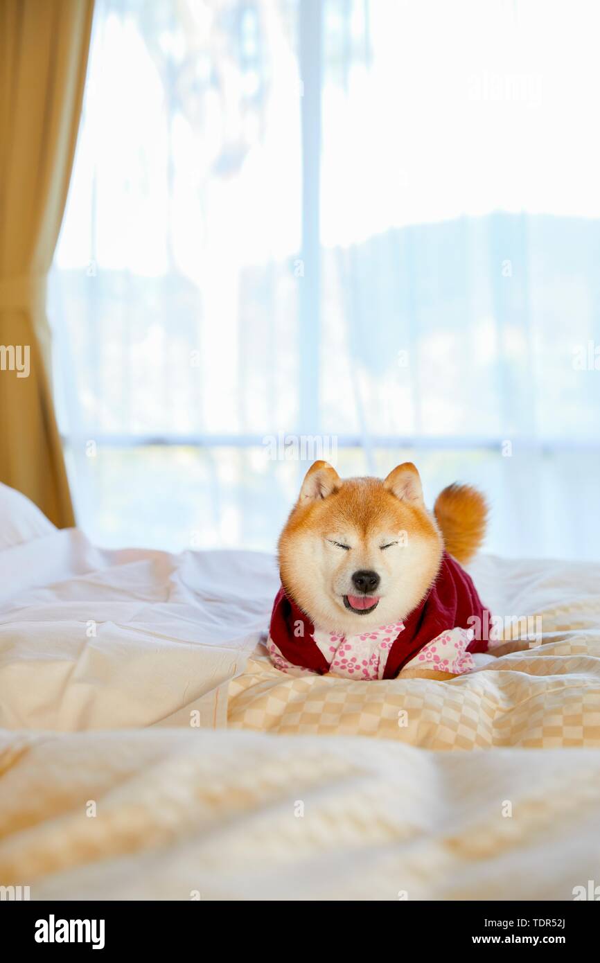 Japanese Shiba Inu dog Stock Photo - Alamy