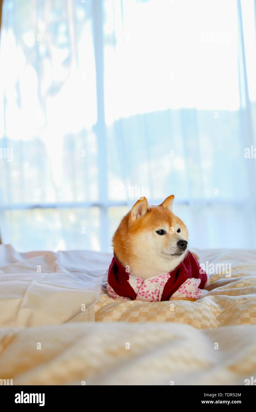 Japanese Shiba Inu dog Stock Photo - Alamy