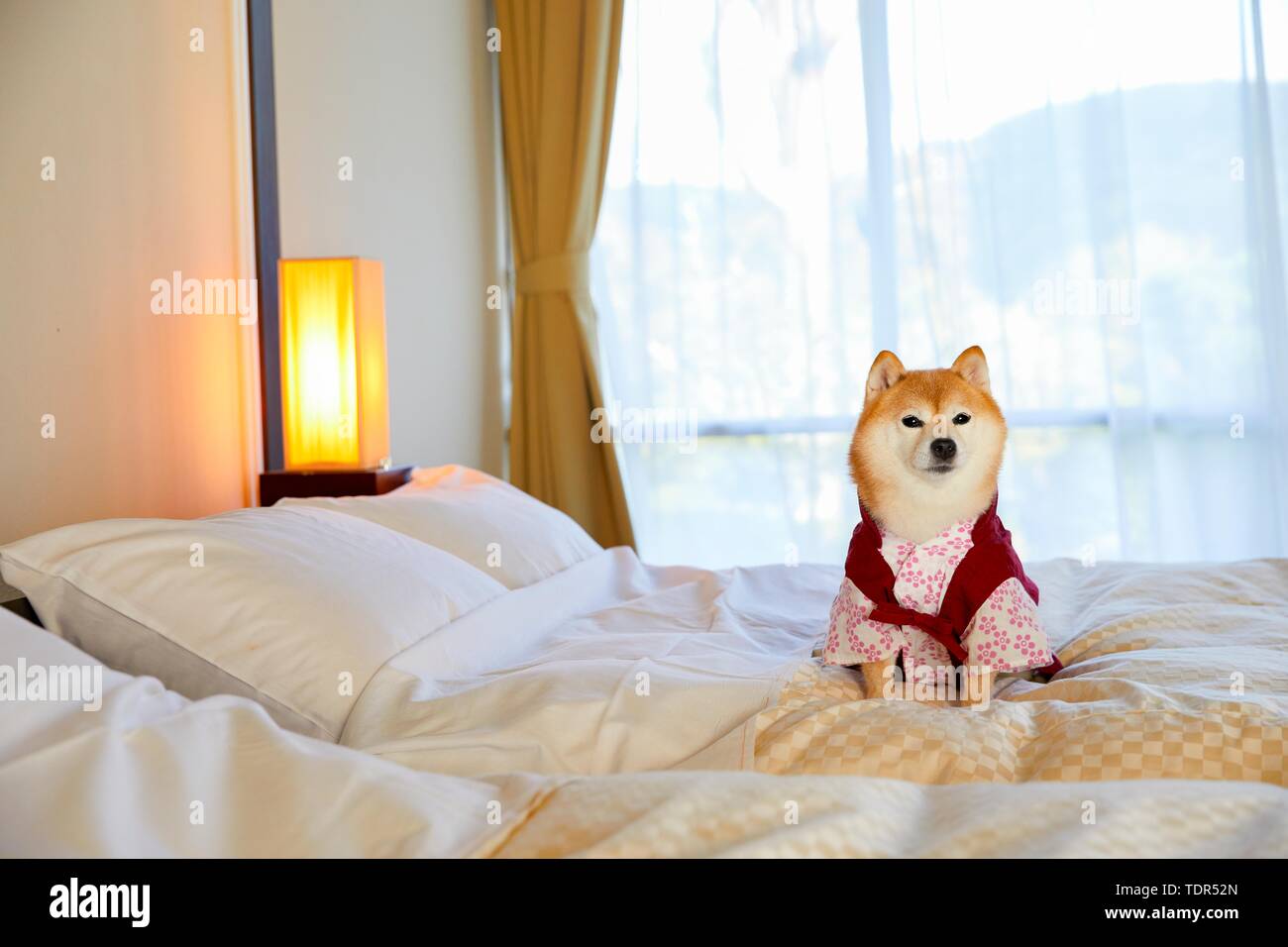 Japanese Shiba Inu dog Stock Photo - Alamy