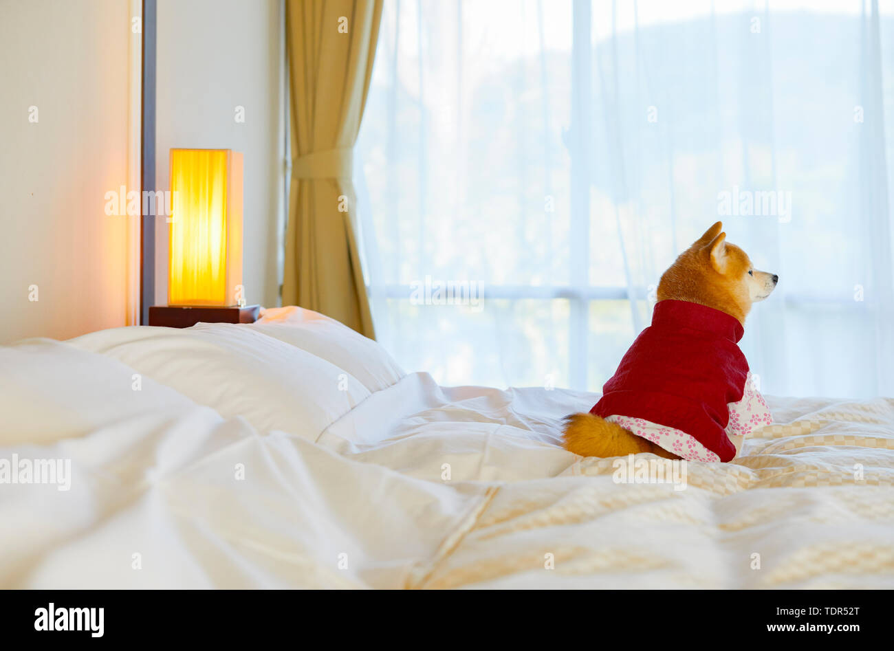 Japanese Shiba Inu dog Stock Photo - Alamy