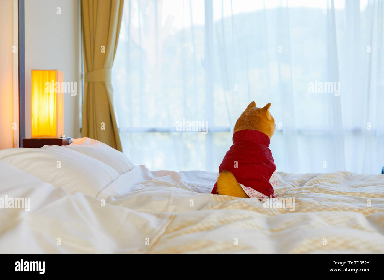 Japanese Shiba Inu dog Stock Photo - Alamy