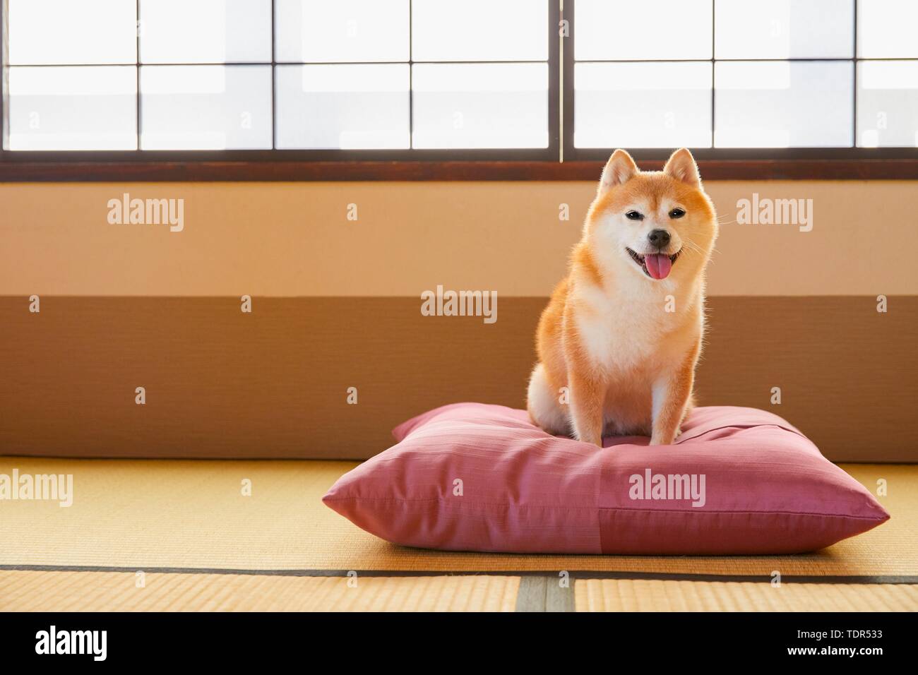 Japanese Shiba Inu dog Stock Photo - Alamy