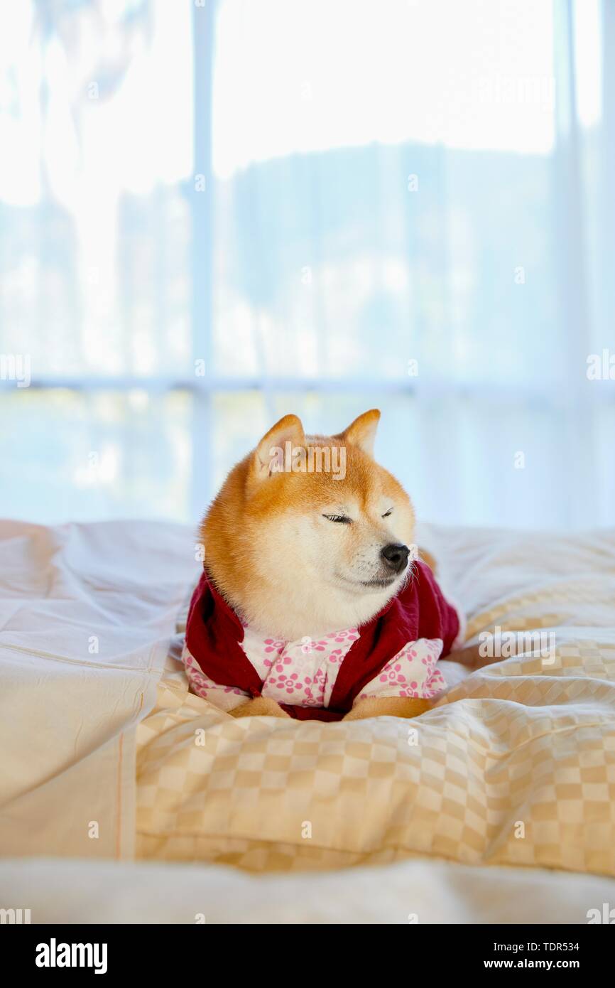 Wear haori hi-res stock photography and images - Alamy