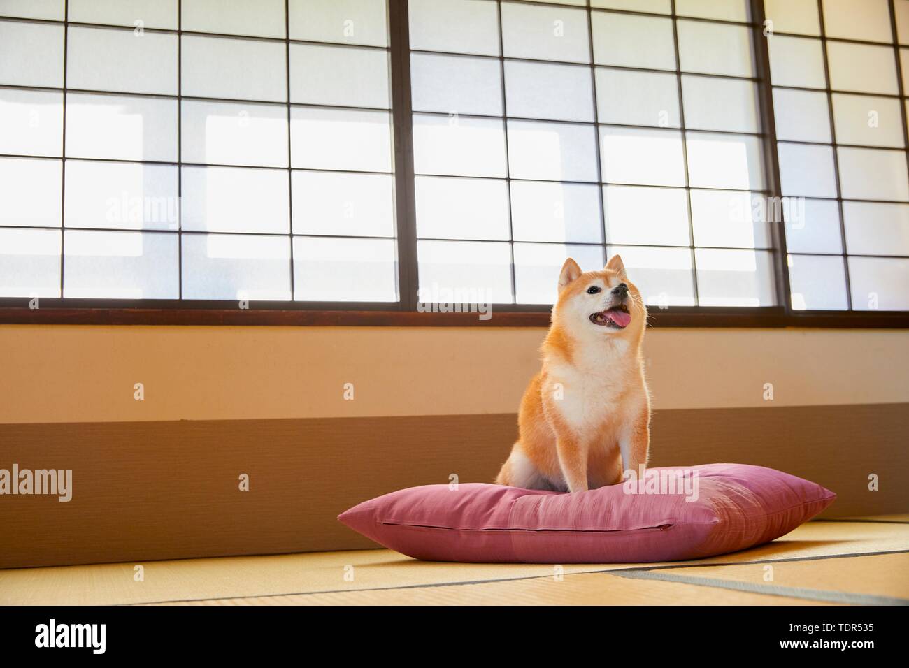 Japanese Shiba Inu dog Stock Photo - Alamy