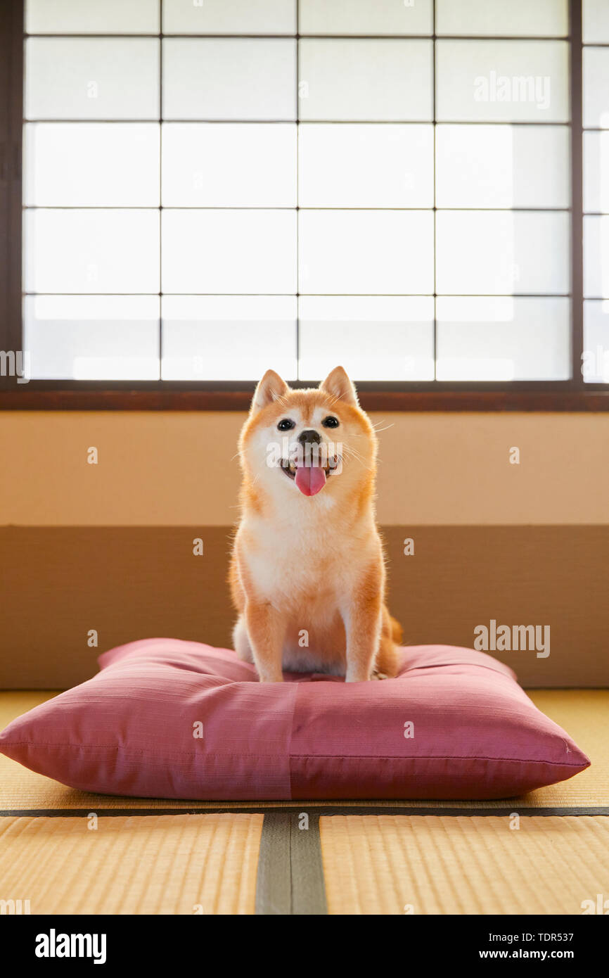 Japanese Shiba Inu dog Stock Photo - Alamy