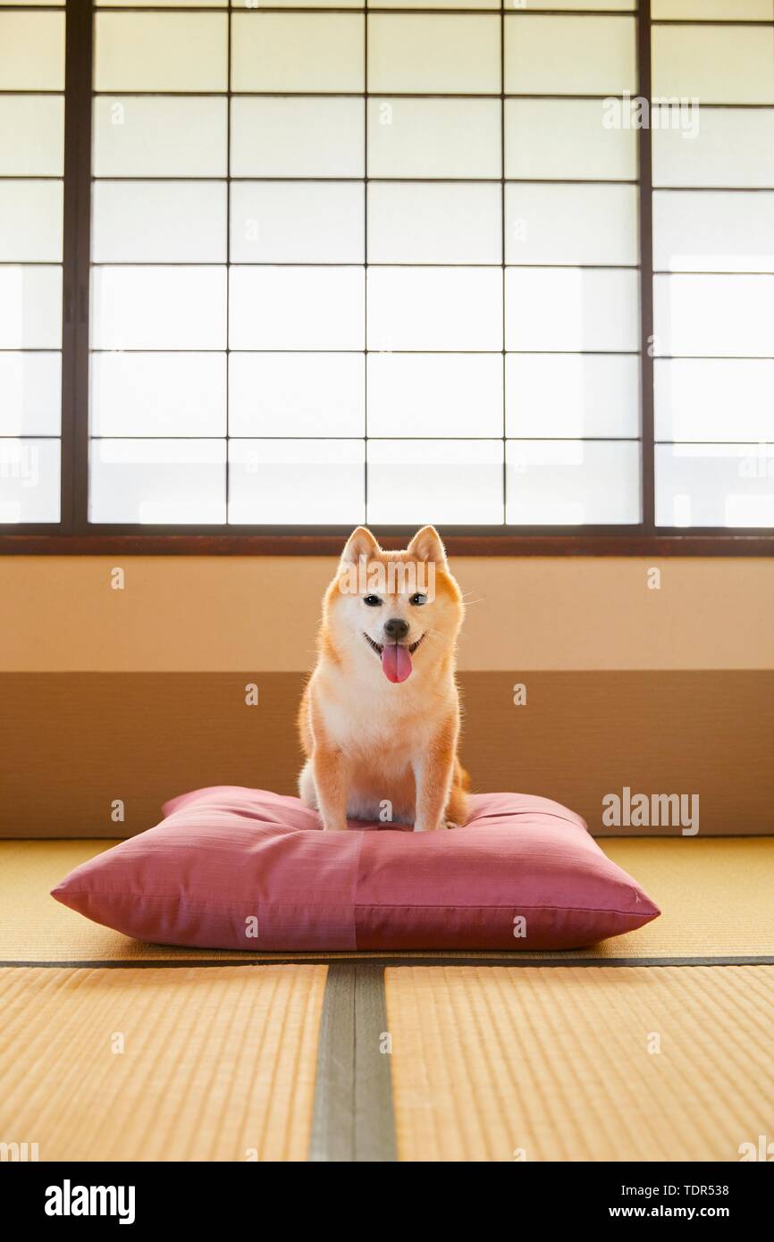 Japanese Shiba Inu dog Stock Photo - Alamy
