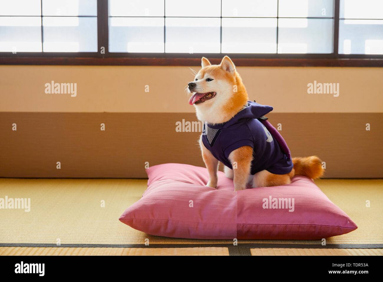 Japanese Shiba Inu dog Stock Photo - Alamy