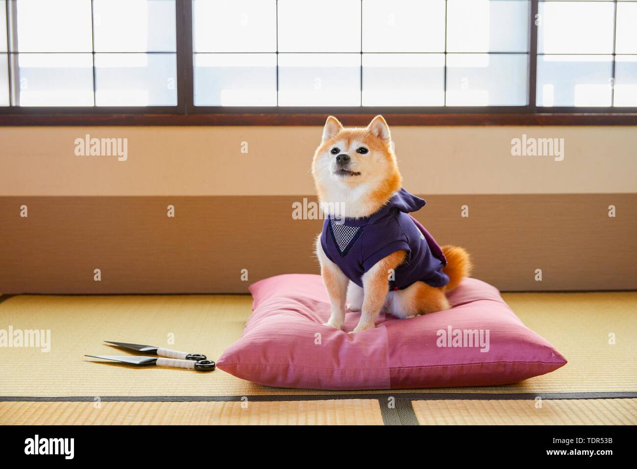 Japanese Shiba Inu dog Stock Photo - Alamy