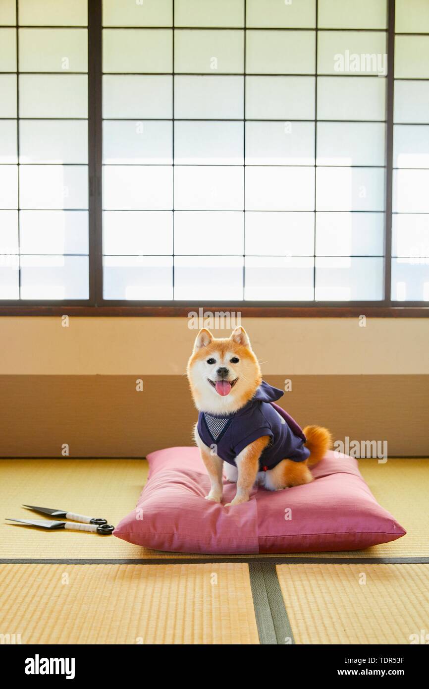 Japanese Shiba Inu dog Stock Photo - Alamy