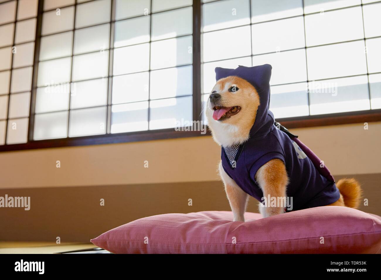 Japanese Shiba Inu dog Stock Photo - Alamy