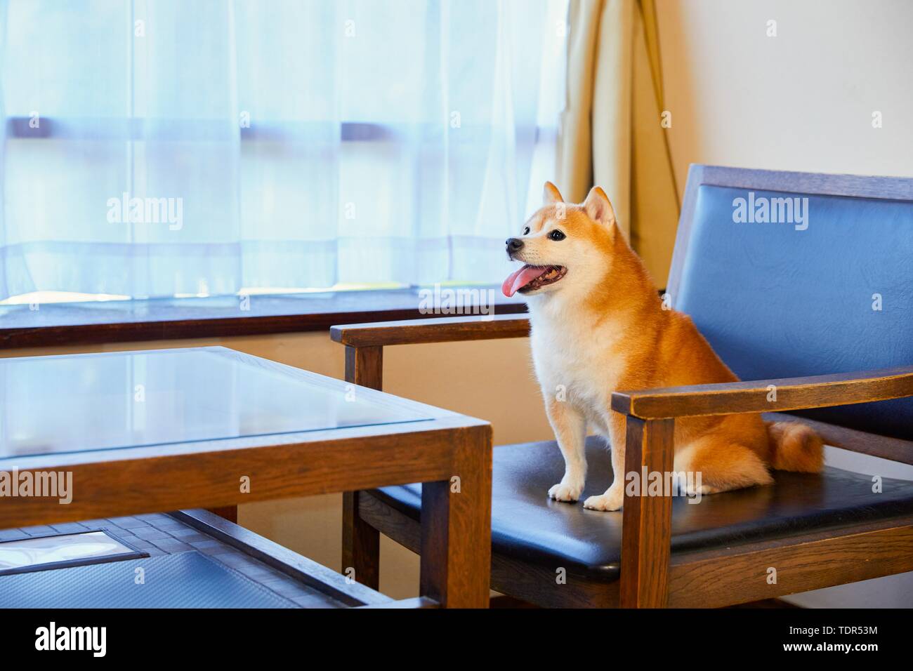 Japanese Shiba Inu dog Stock Photo - Alamy