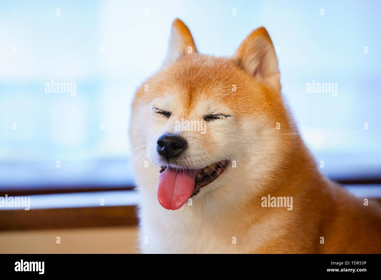 Japanese Shiba Inu dog Stock Photo - Alamy