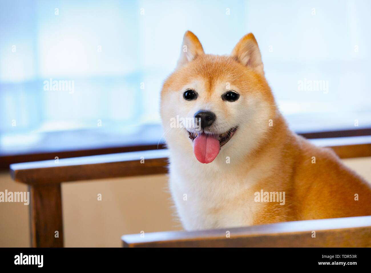 Japanese Shiba Inu dog Stock Photo - Alamy