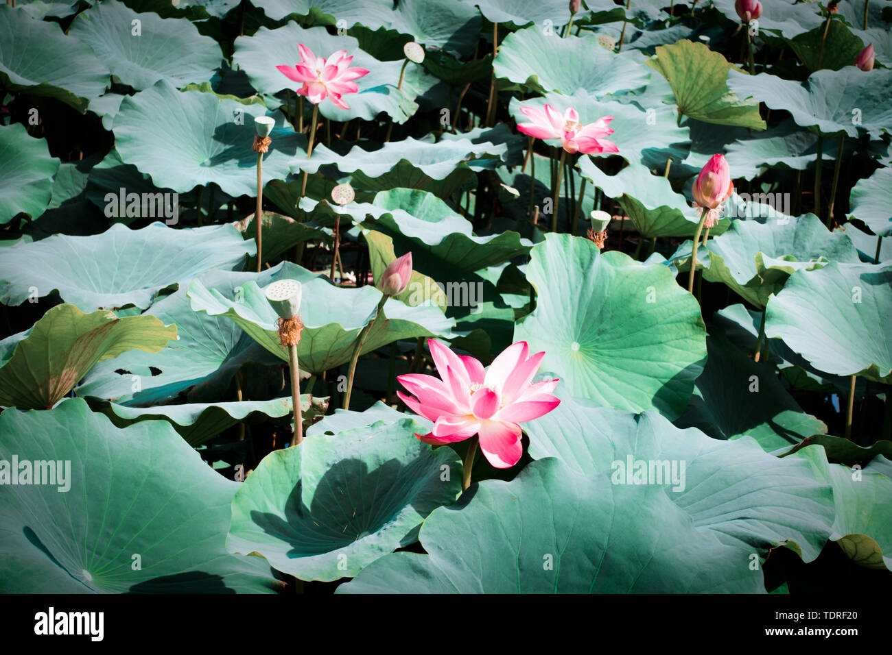 Summer lotus in foreign countries hi-res stock photography and images ...