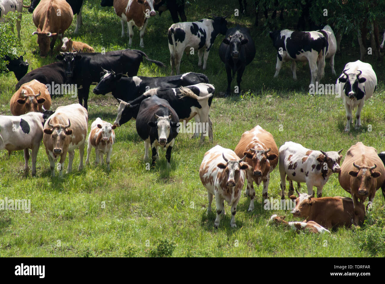 Natural grazing cows Stock Photo - Alamy