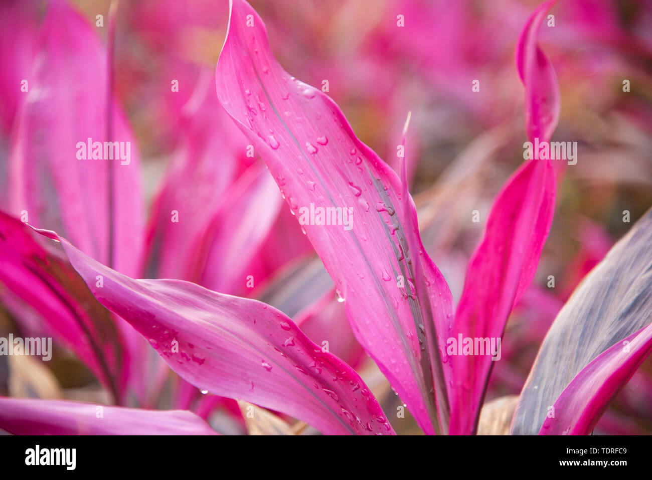 Red leaved plantain hi-res stock photography and images - Alamy
