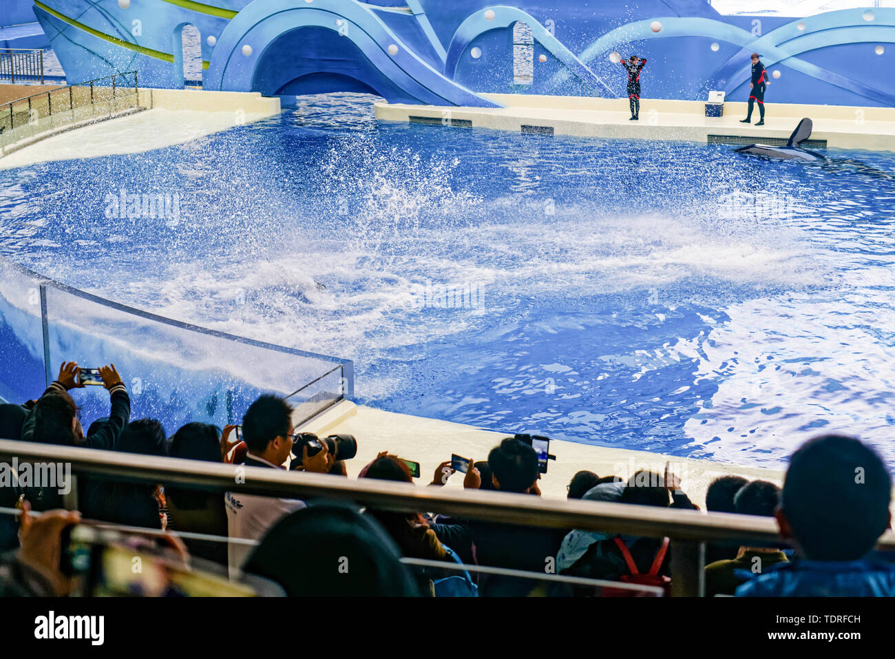 Haichang Ocean Park orca performance in Shanghai Stock Photo - Alamy