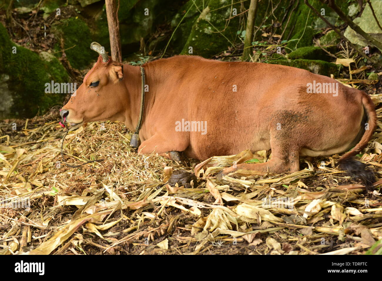 Scalper hi-res stock photography and images - Alamy