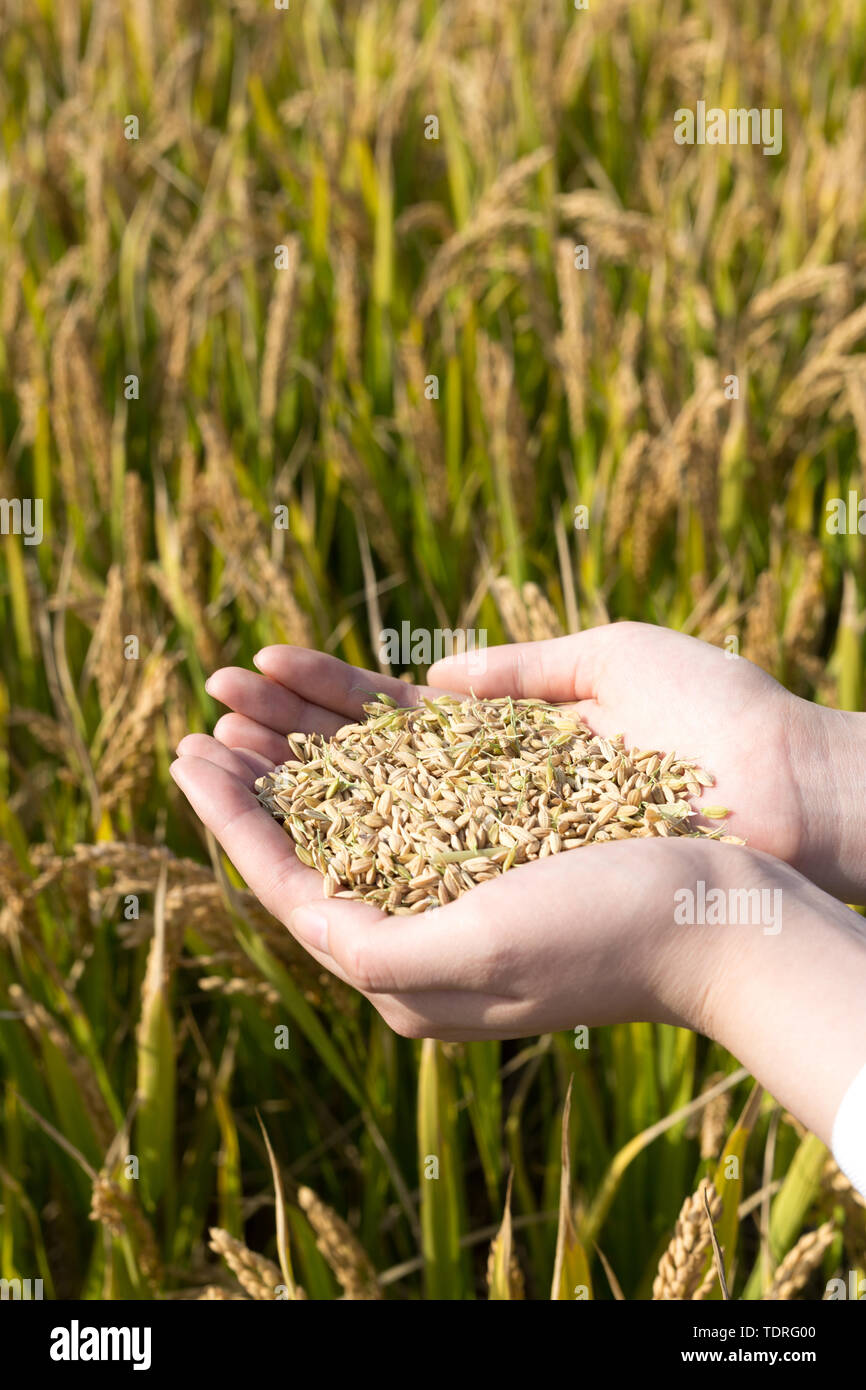 Hand with seed Stock Photo - Alamy