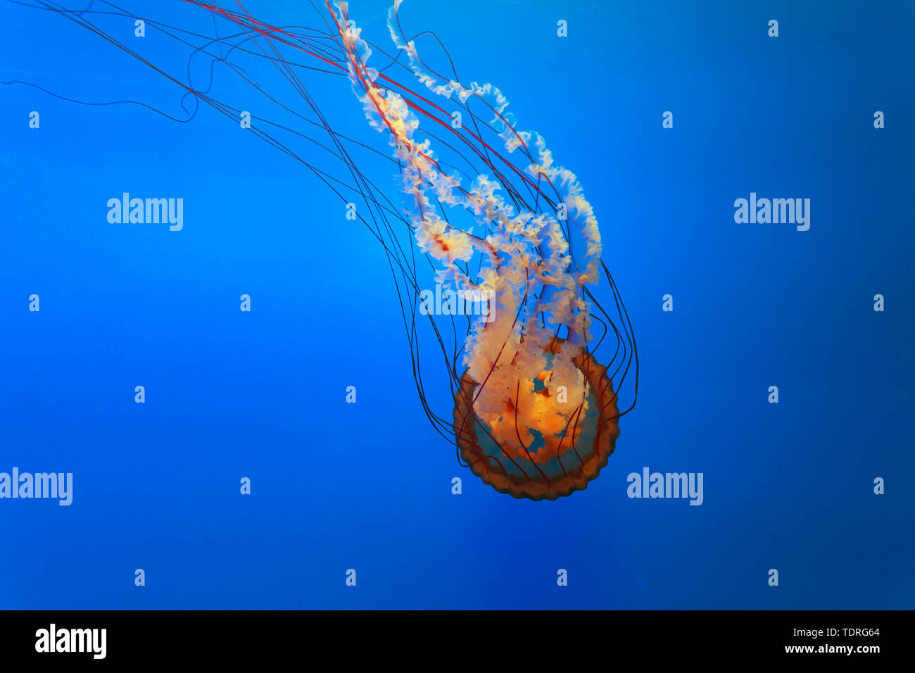orange bell jellyfish in aquarium Stock Photo - Alamy