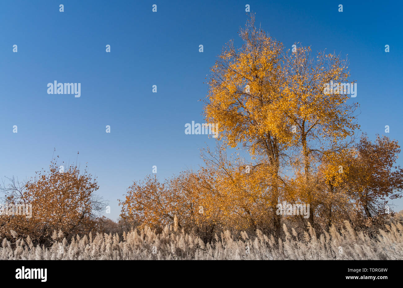 Poplar Lin, lake, reflection, beautiful scenery Stock Photo - Alamy