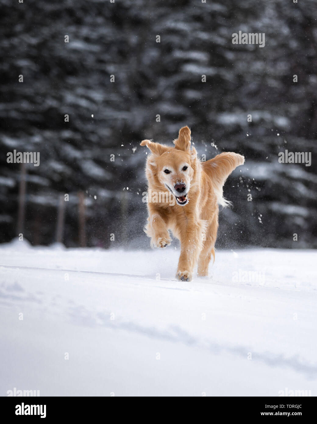 A golden-haired touring hound plays in the snow Stock Photo - Alamy